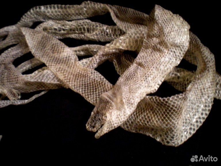 Выползки маисового полоза