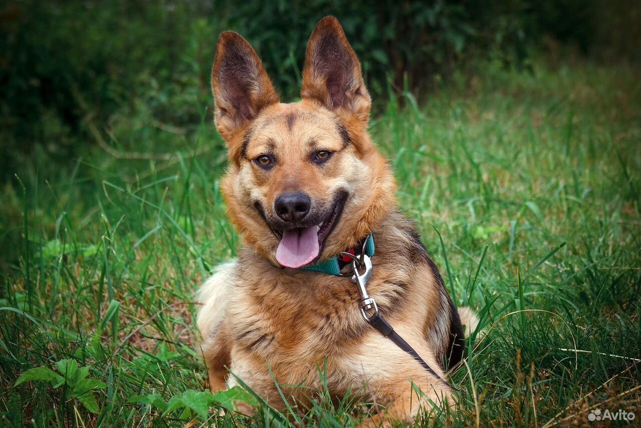 Метис овчарки Бруно в добрые руки