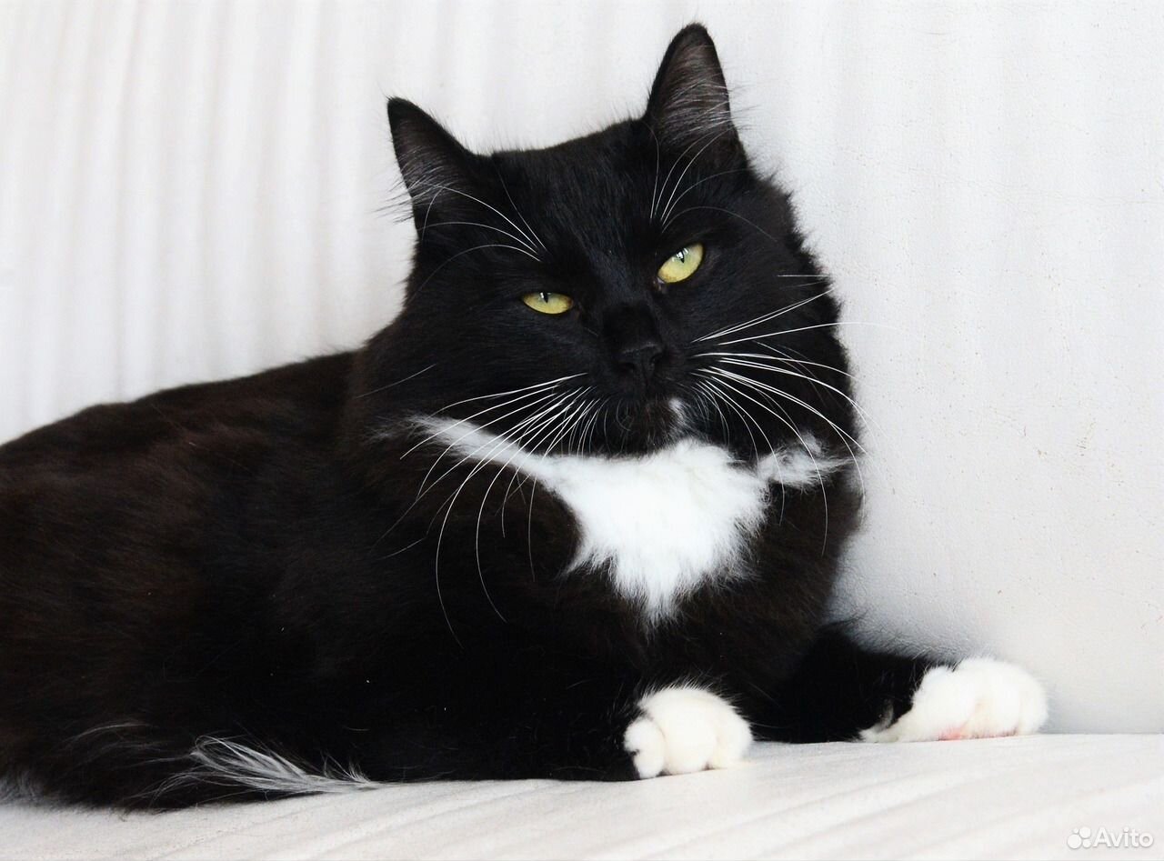 Волшебная Баффи ищет дом