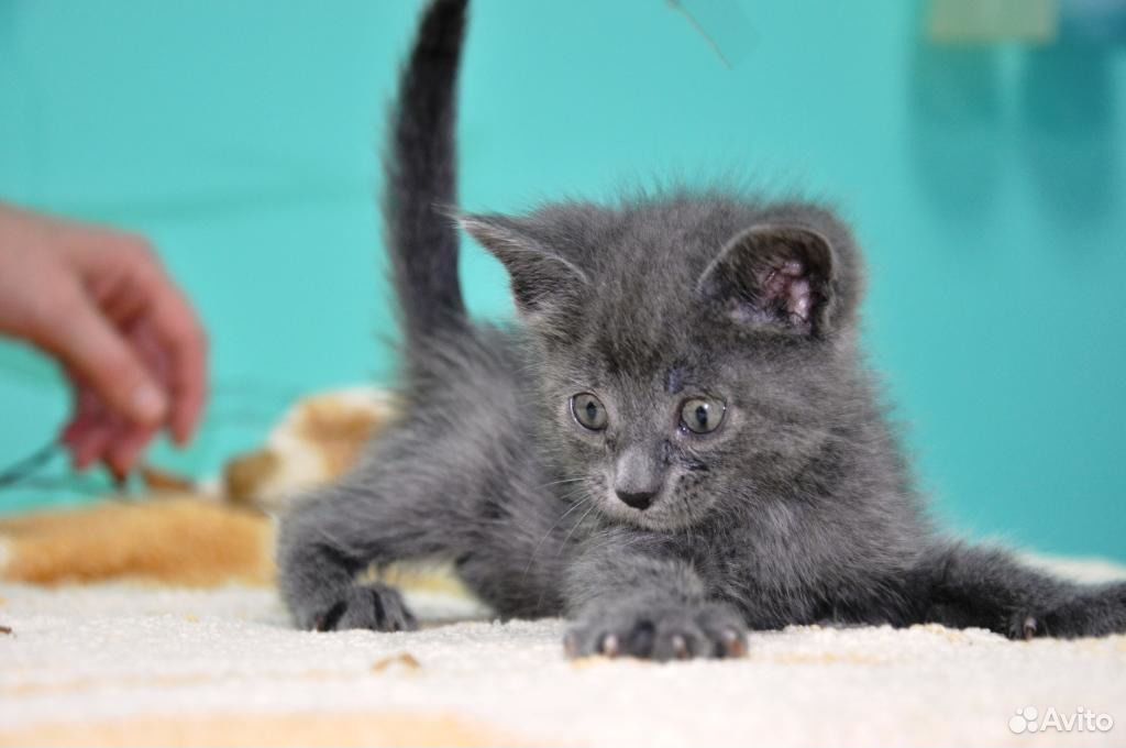 Невероятная красота,чисто голубая