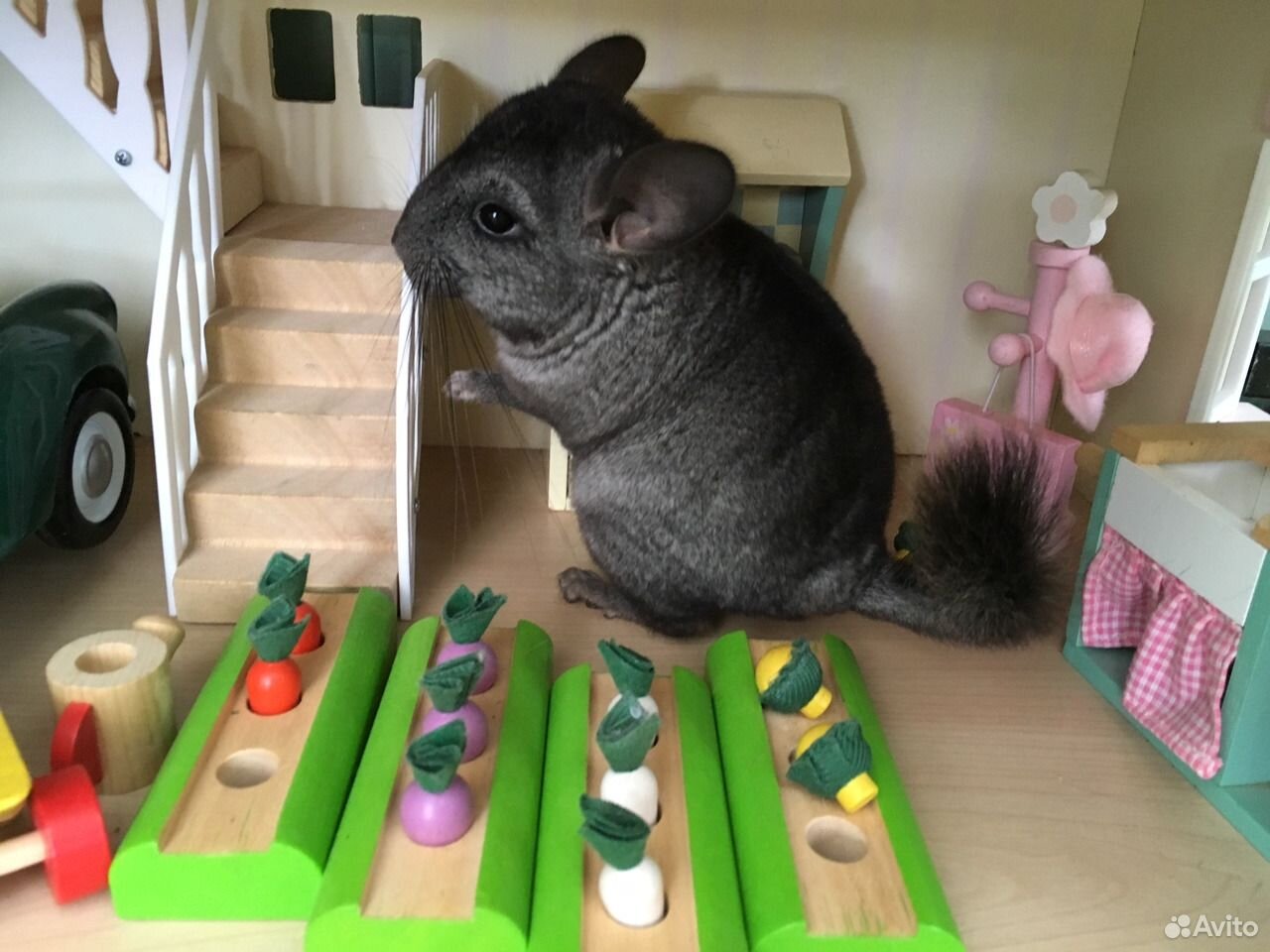 Шиншилла девочка (5месяцев) средний эбони
