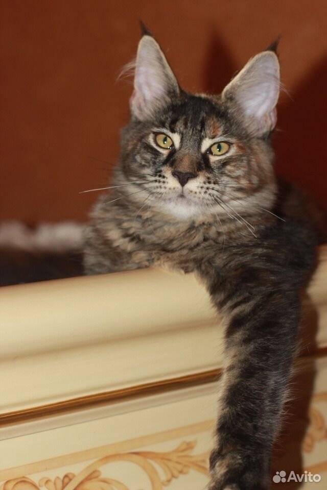 Мейн-кун шикарный котенок