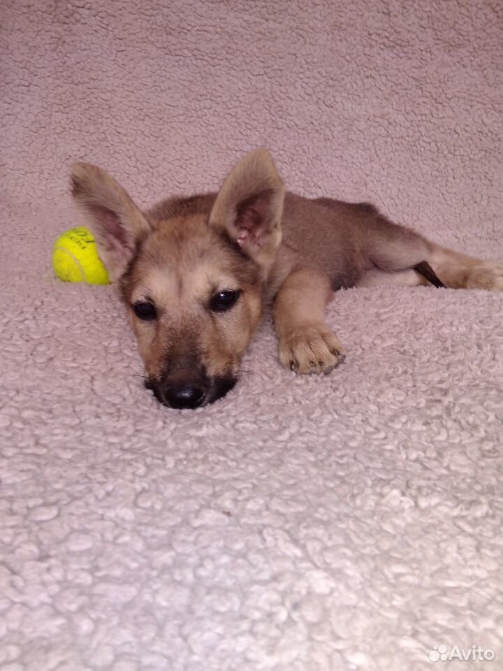Небольшой щенок Кира. в дар