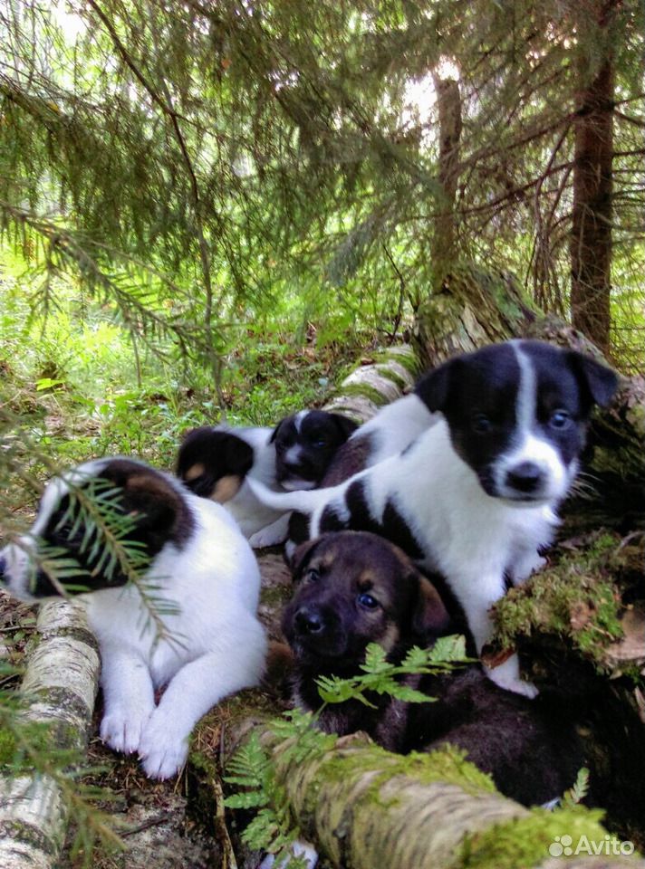 Махонькие хвостики с ежевичными носами