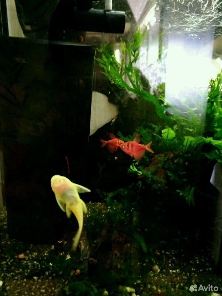 Рыбки и креветки