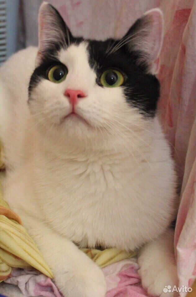 Котик в добрые руки