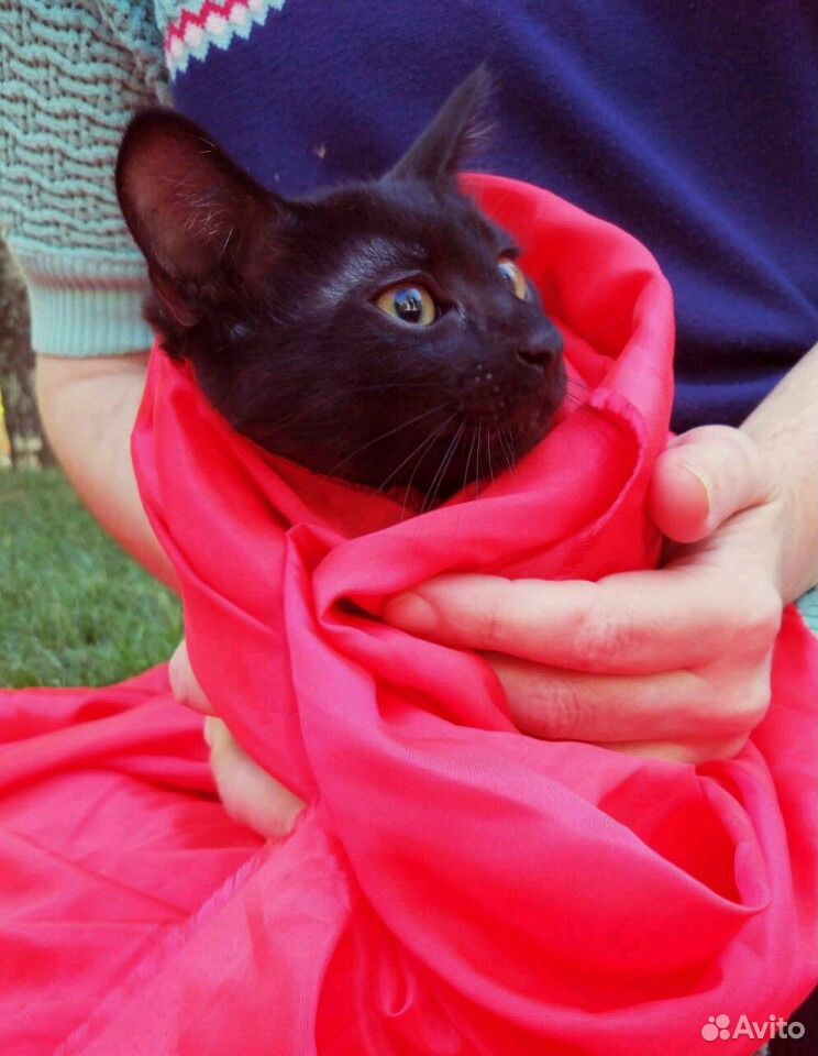 Смышленый домашний котёнок 3 месяца в добрые руки