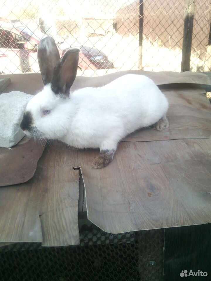 Вязка, наш самец калифорниец