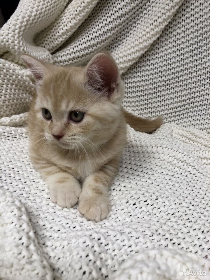 Шотландские котята