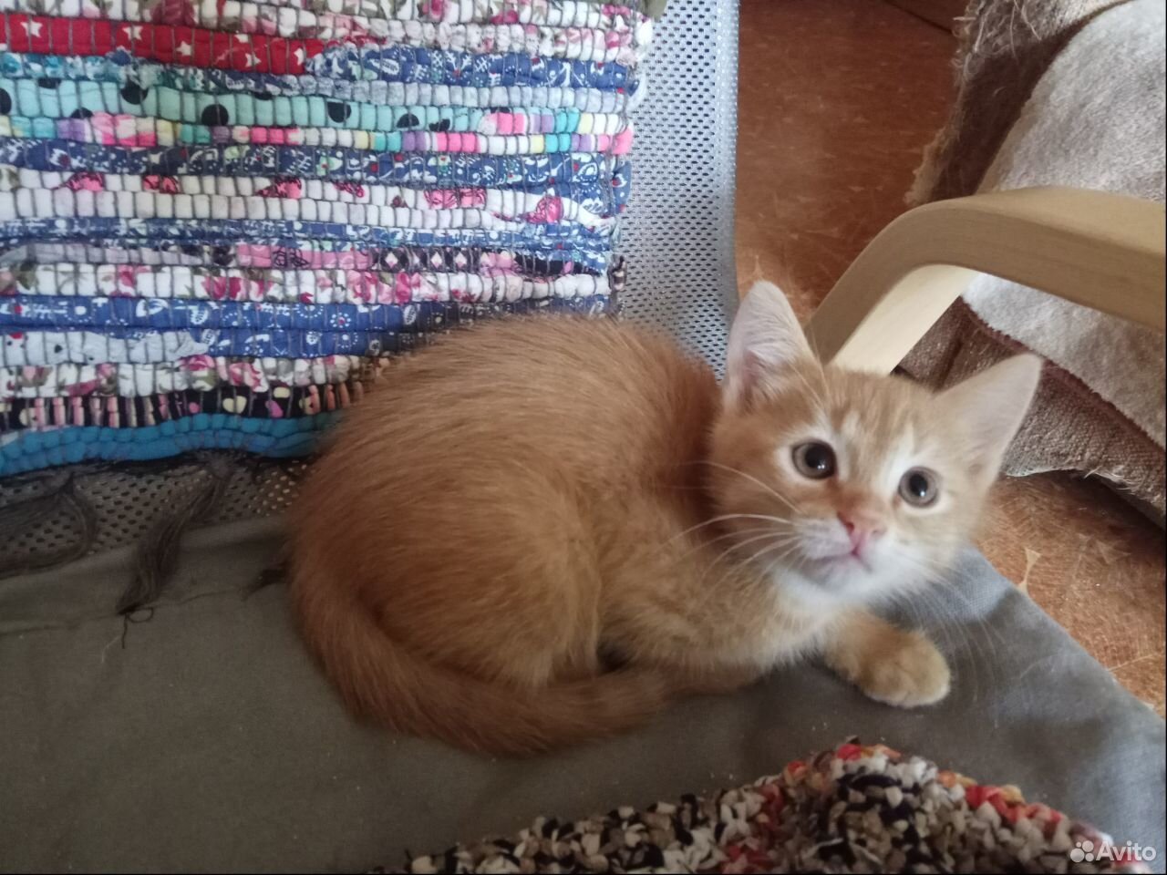 Рыжий котенок девочка 1, 5мес