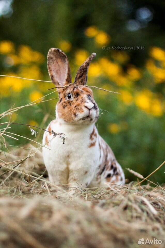 Кролики породы рекс