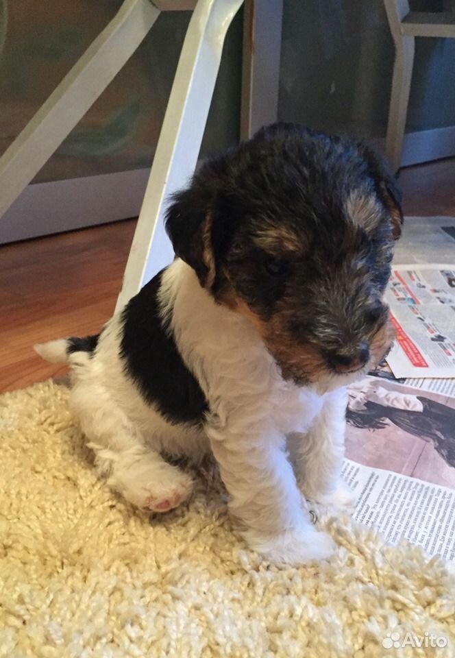 Щенки Фокстерьера