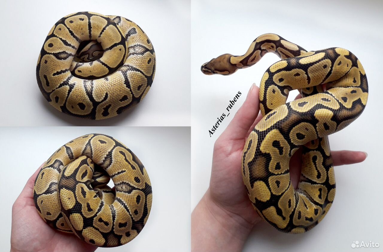 Королевский питон Python regius Ghost, самец 2017