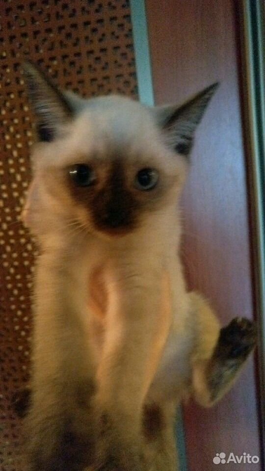 Котята колор пойнт