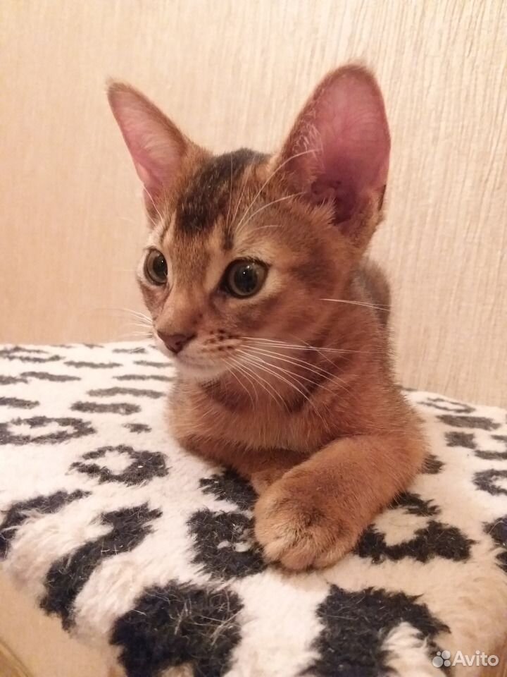 Абиссинский котенок с метрикой