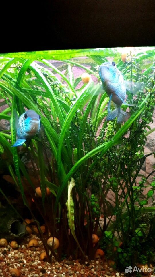 Аквариумная рыбка нанокара цихлида, около 10 см с