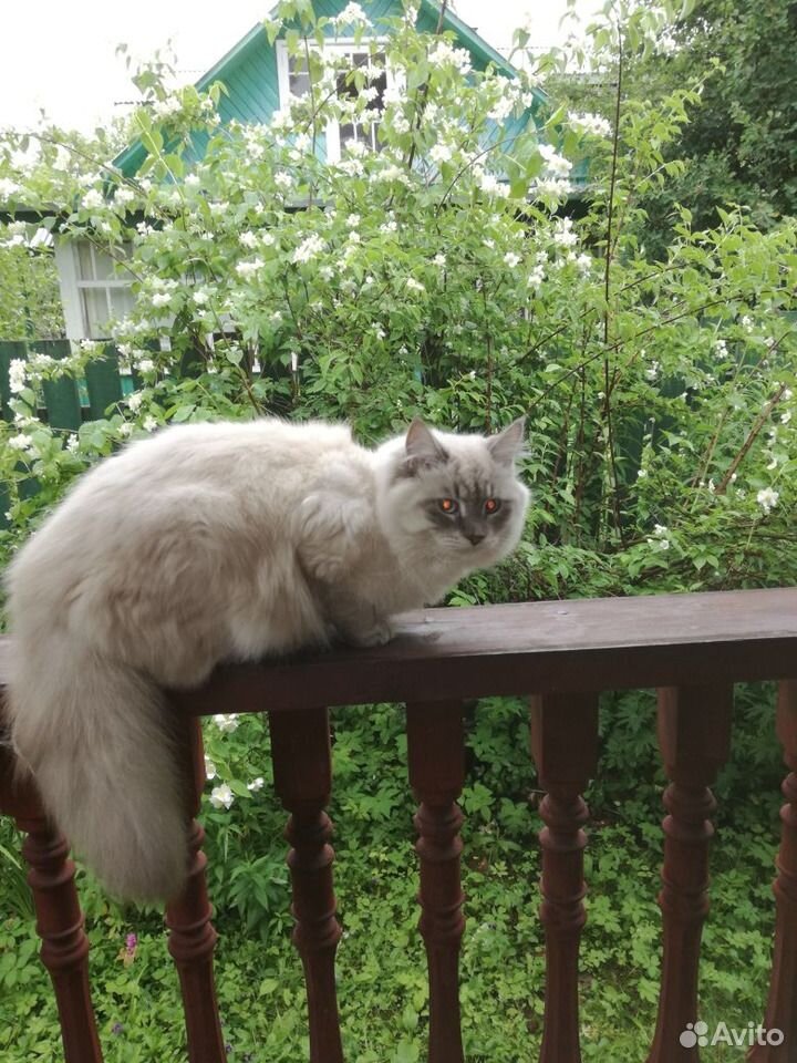 Отдадим молодого котика в хорошие руки, в связи с