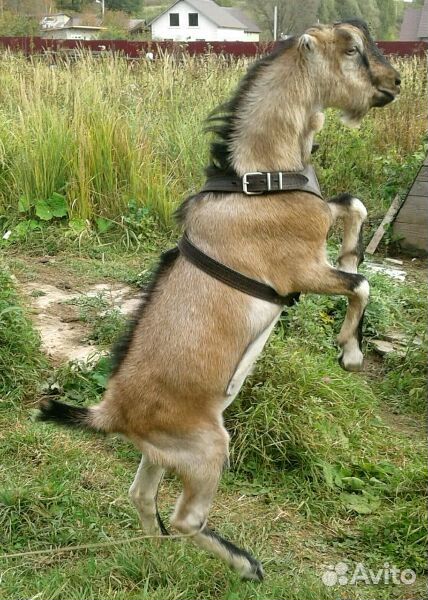 Козел на вязку