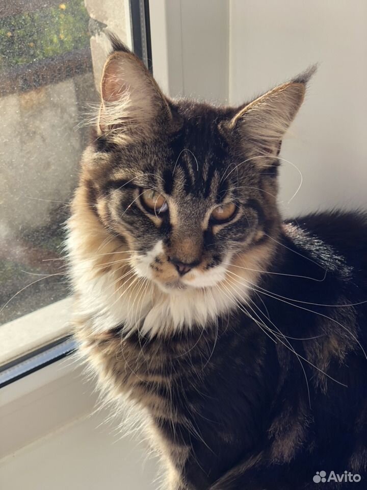 Харизматичная куночка