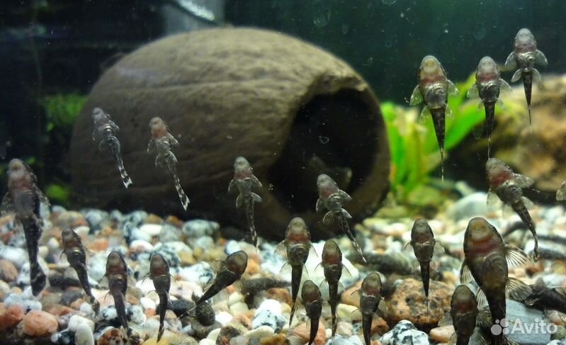 Обмен сомиков анцитрусов