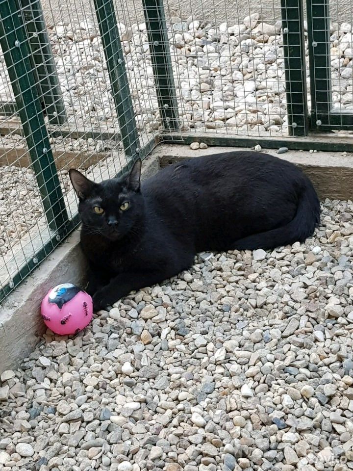 Чаузи ф1 черные котята