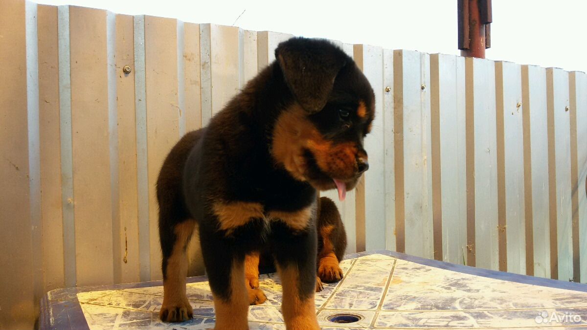 Породные,красивые щеночки