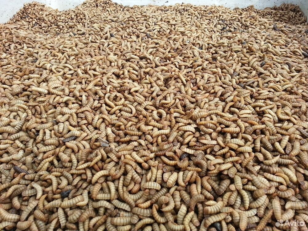 Личинка чёрной львинки