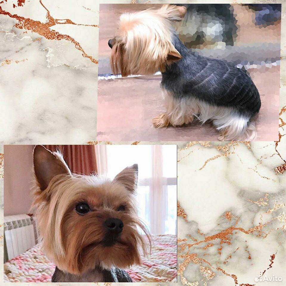 Йоркширский терьер