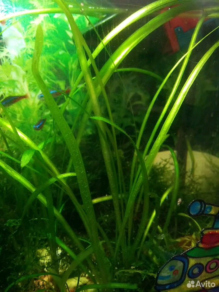 Аквариумное растение Валлиснерия