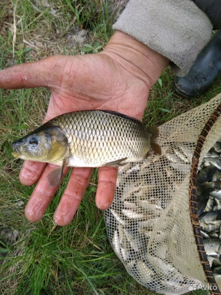 Живая рыба карп, для зарыбления водоёмов