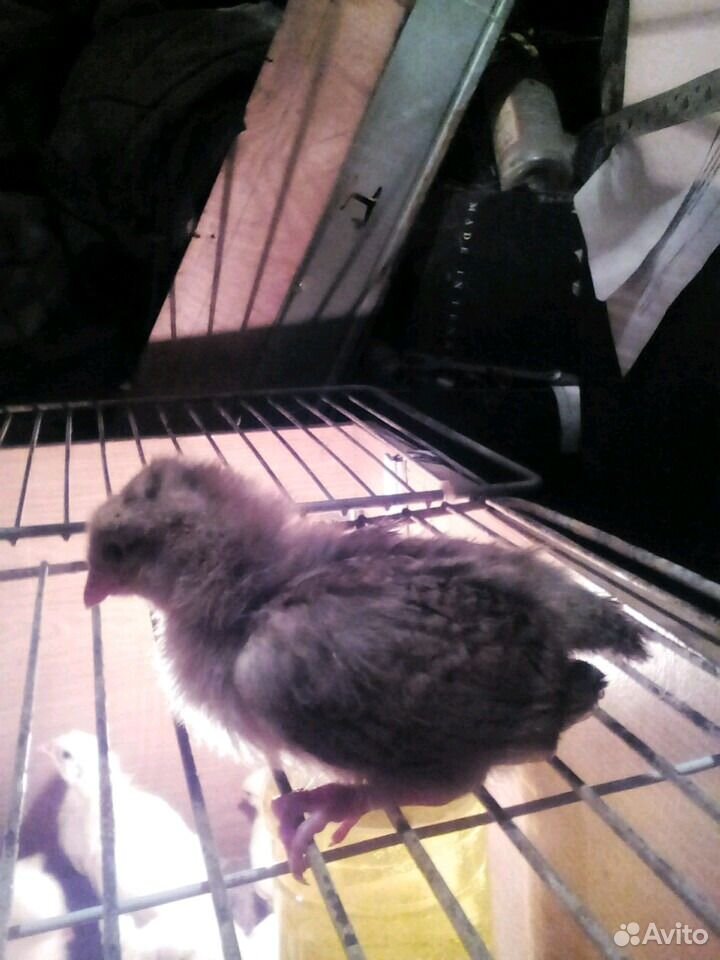 Цыпленок Кучинский 3х недельный