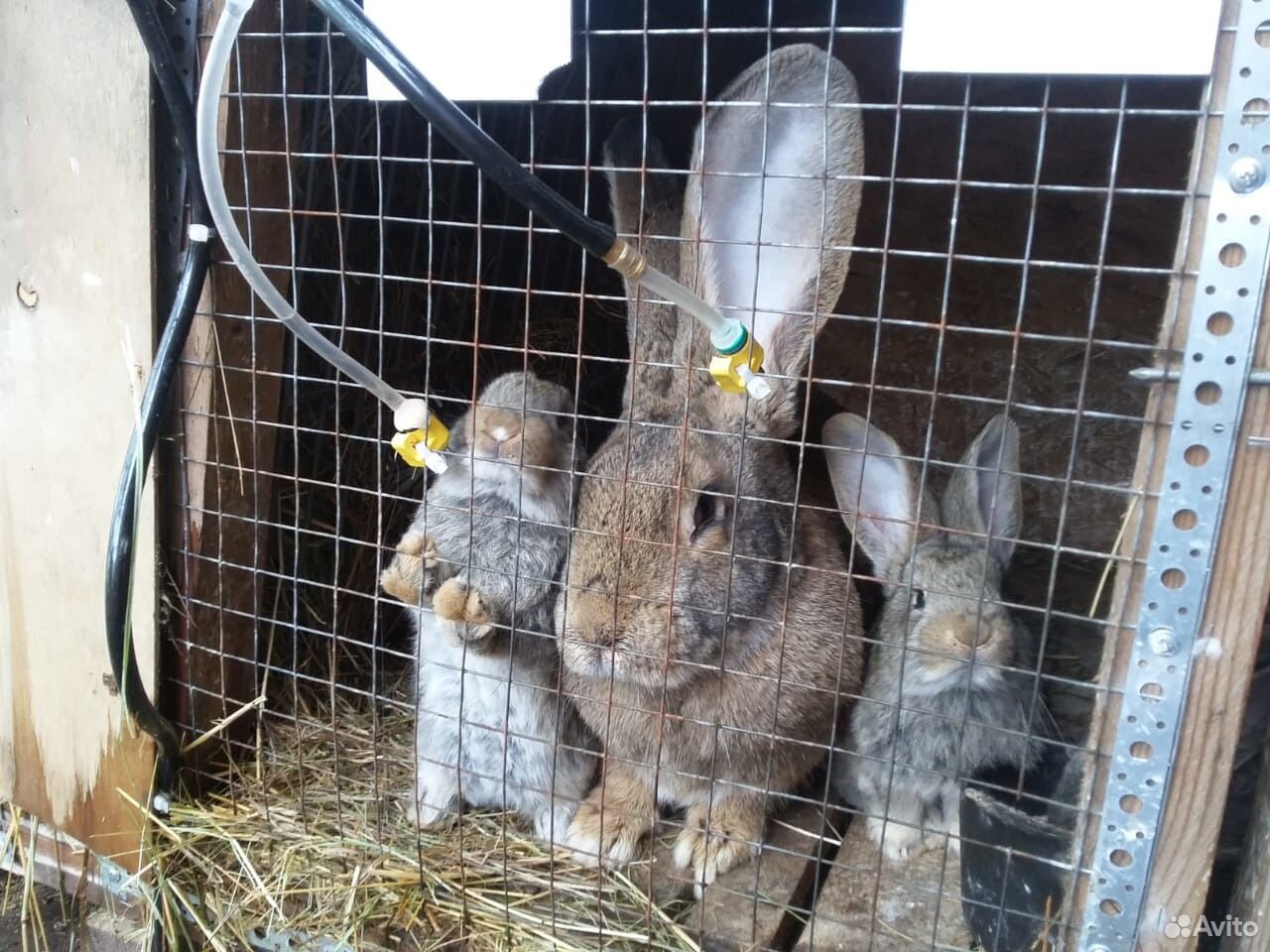 Бельгийский великан(Фландер,Немецкий Ризен)