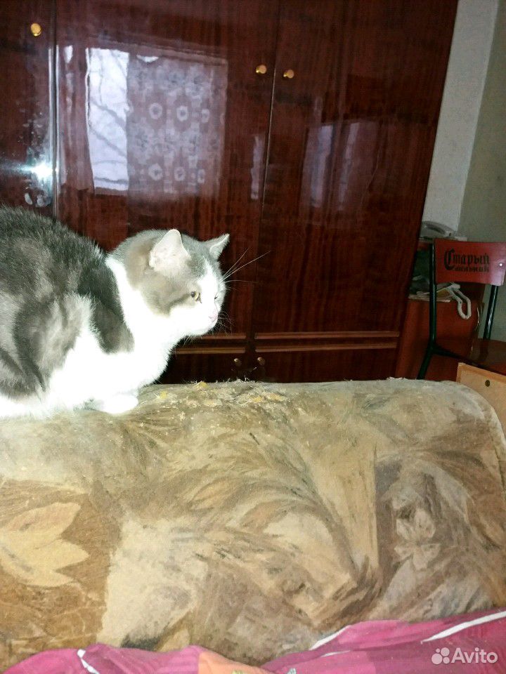 Вязка Шотландец мачо приглашает невест