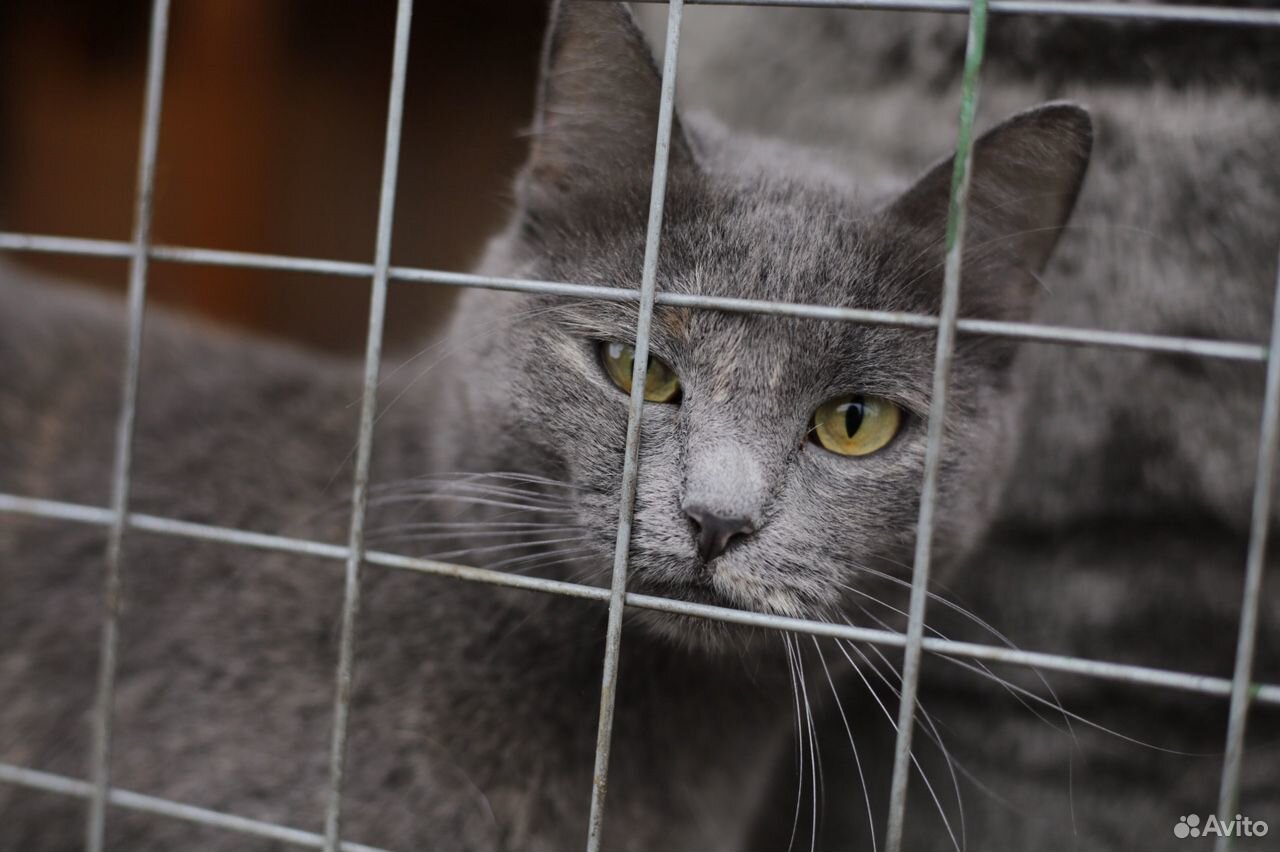 Грэя ищет дом