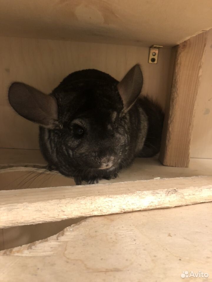 Шиншиллы (Мама и дочка)