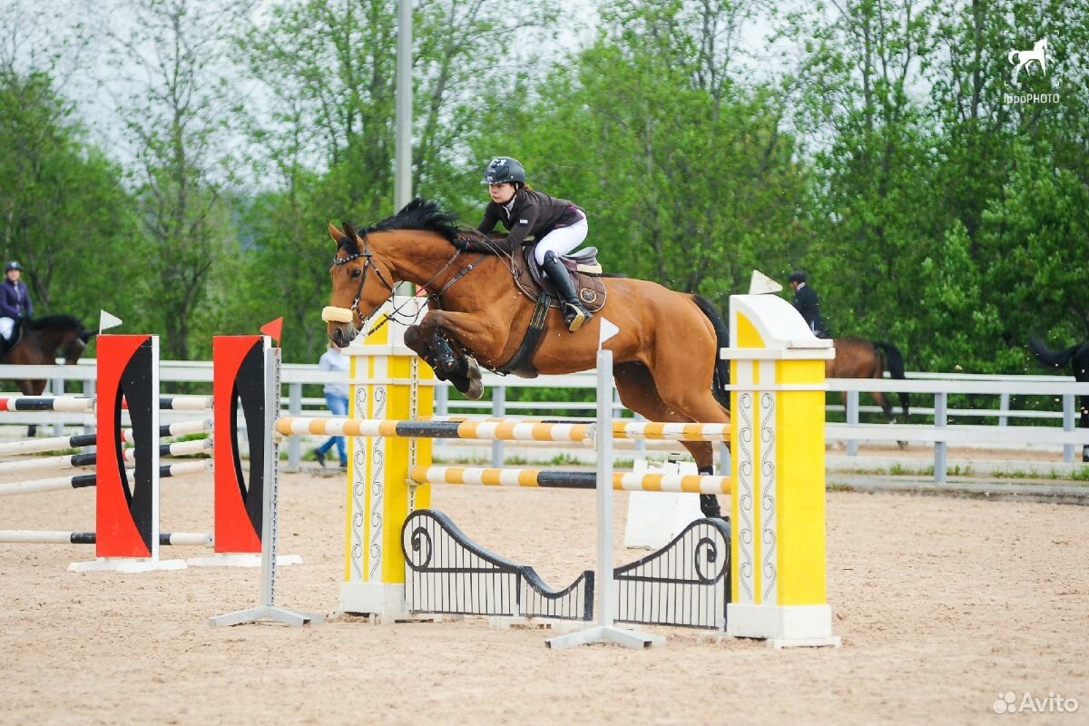 Лошадь уровень Гран-при