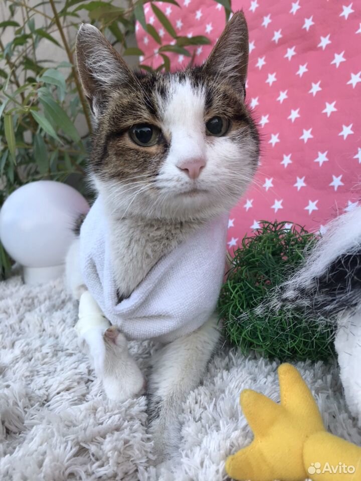 Кошечка девочка Белая и тигровая