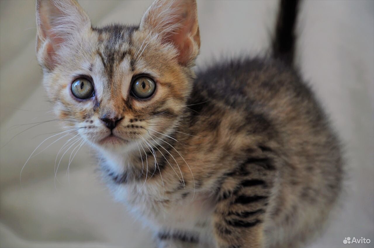 Кошечка огромные выразительные глаза, нарядная