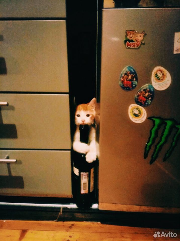 Котенок-собутыльник в добрые руки