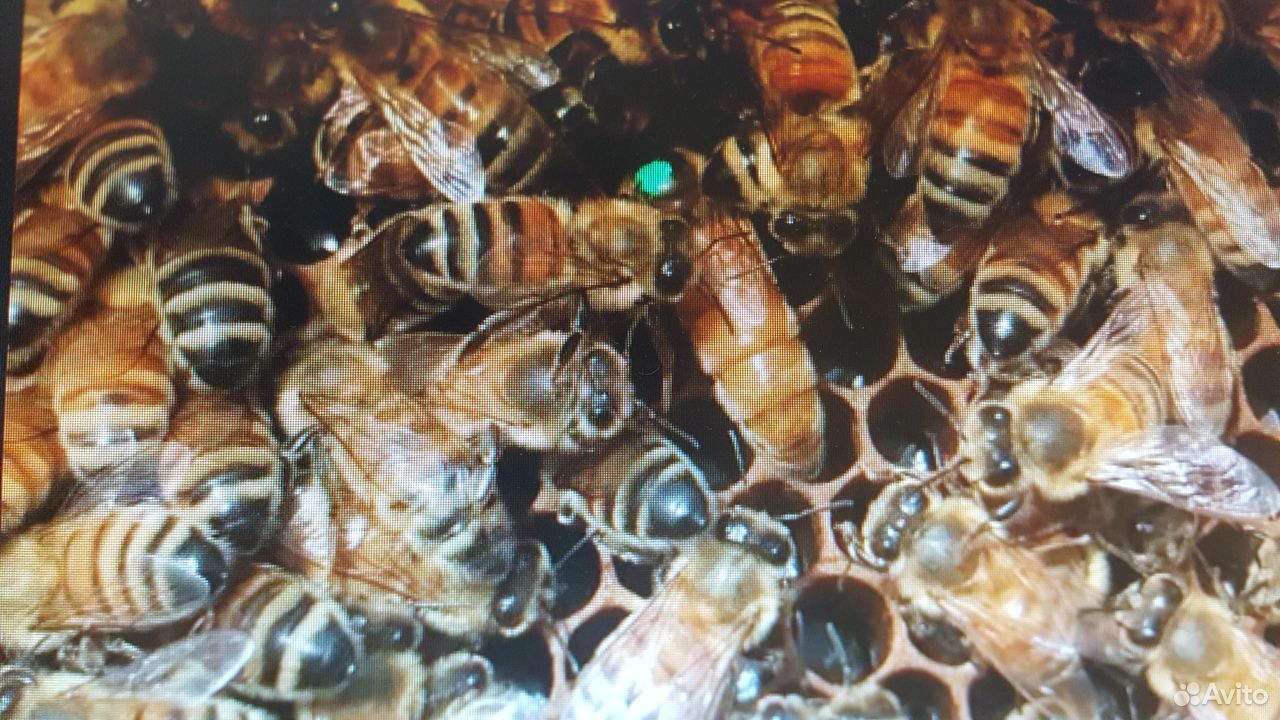 Матки Бакфаст F1