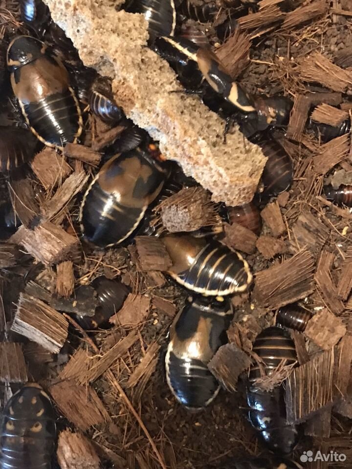 Таракан Автомобильчик