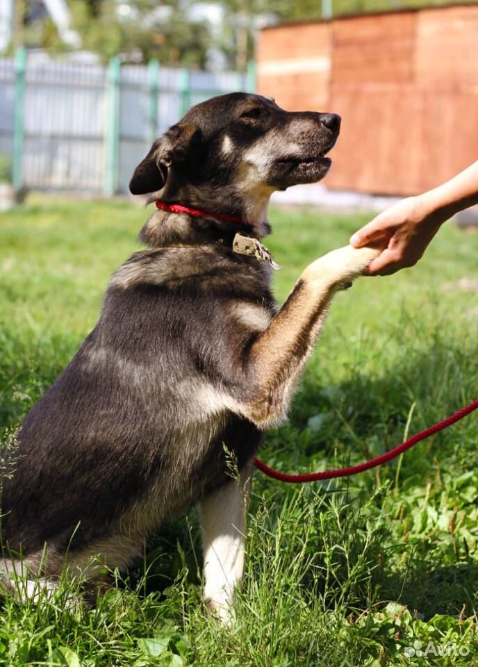 Собака Боня ищет добрые руки