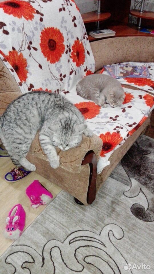 Продадим шотландских котят