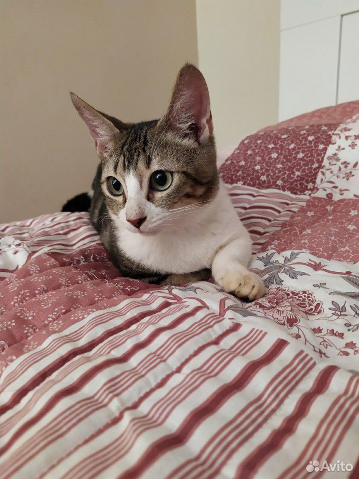 Котенок Бамбосик