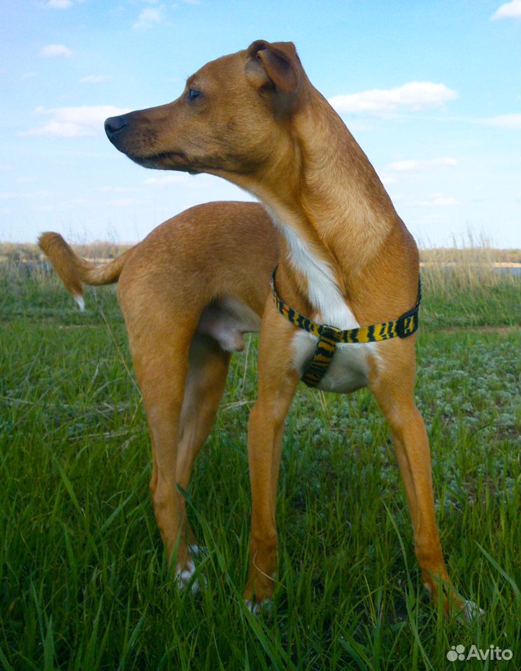 Вязка: мальчик ищет подружку