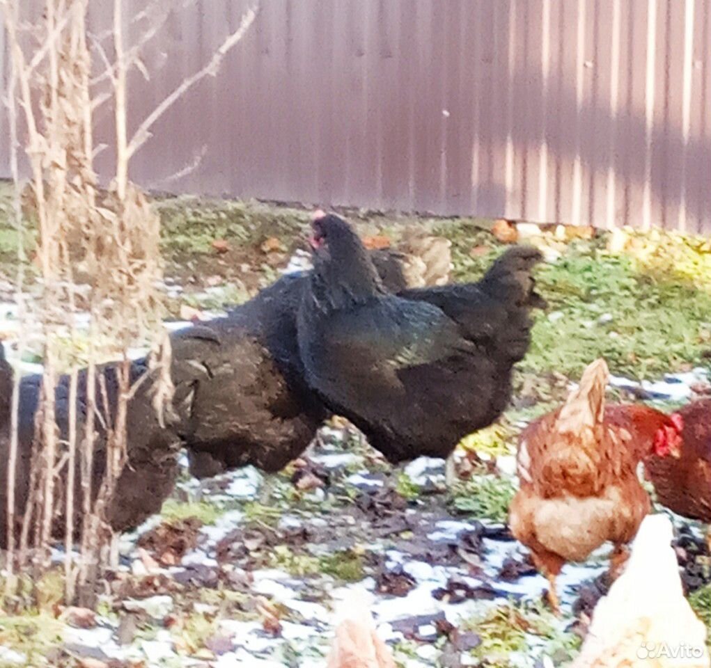 Джерсийский Гигант