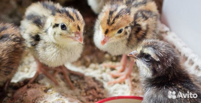 Перепелята