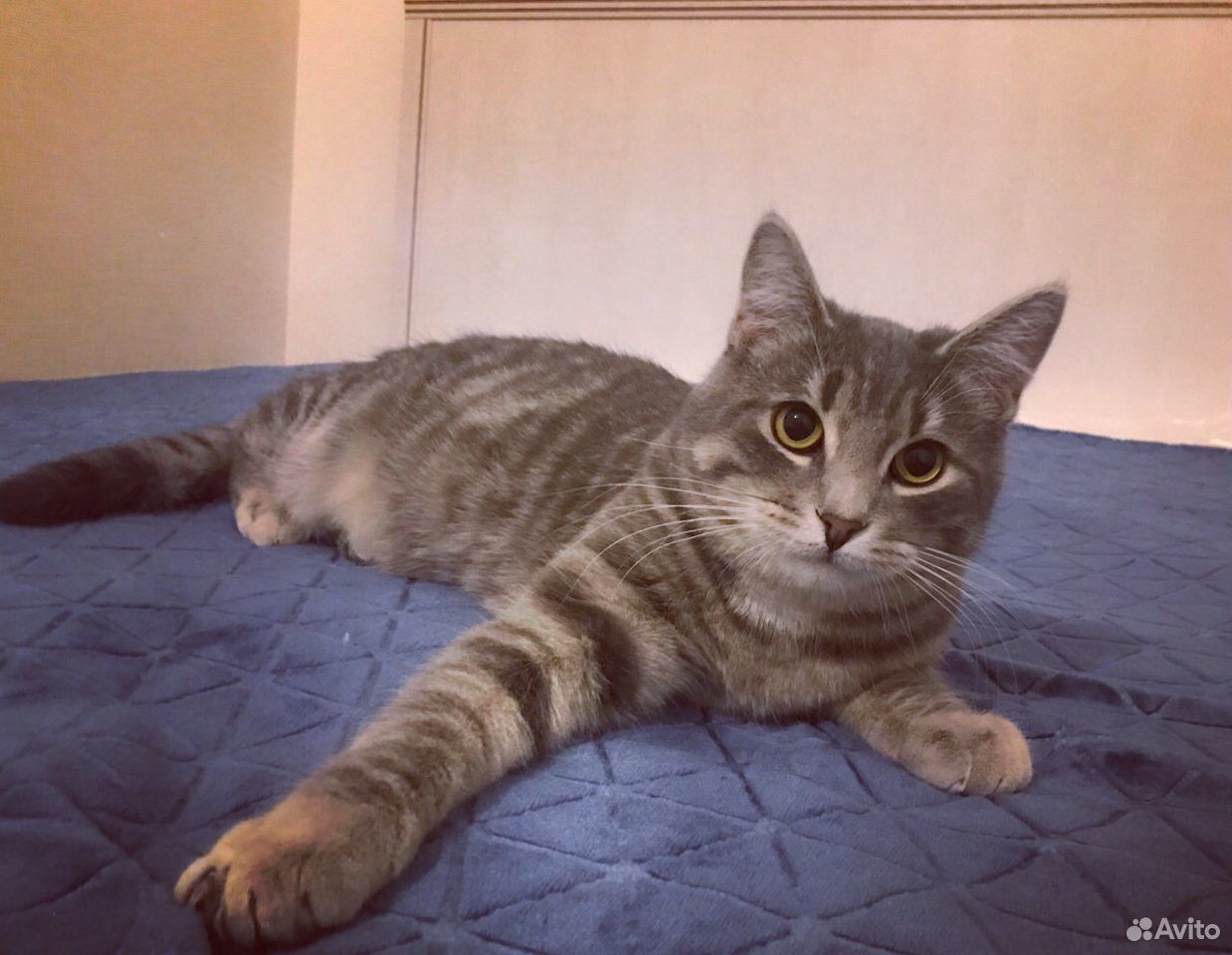 Молодой красивый котик, 6 мес, в добрые руки