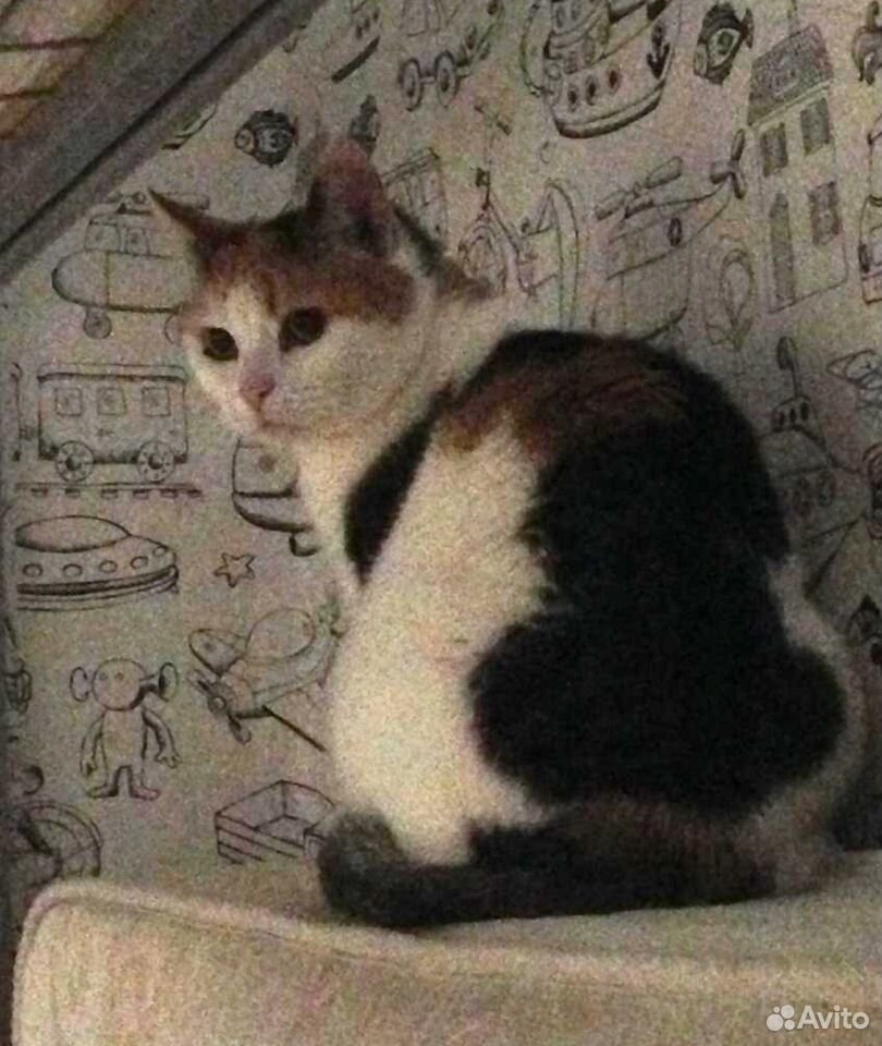 Груня, 2хлетняя идеальная кошка