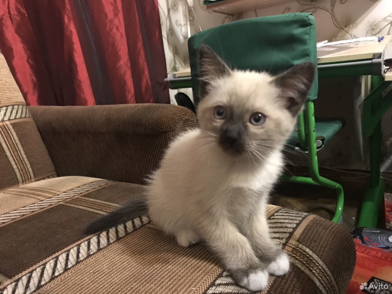 Котёнок сноу шу